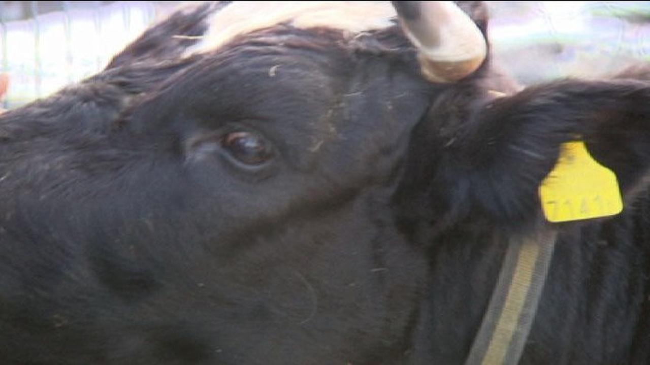 Krowa Milka ocalona w Przystani - UWAGA!