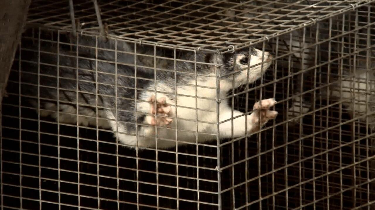 Ferma norek w Baranowie - UWAGA!